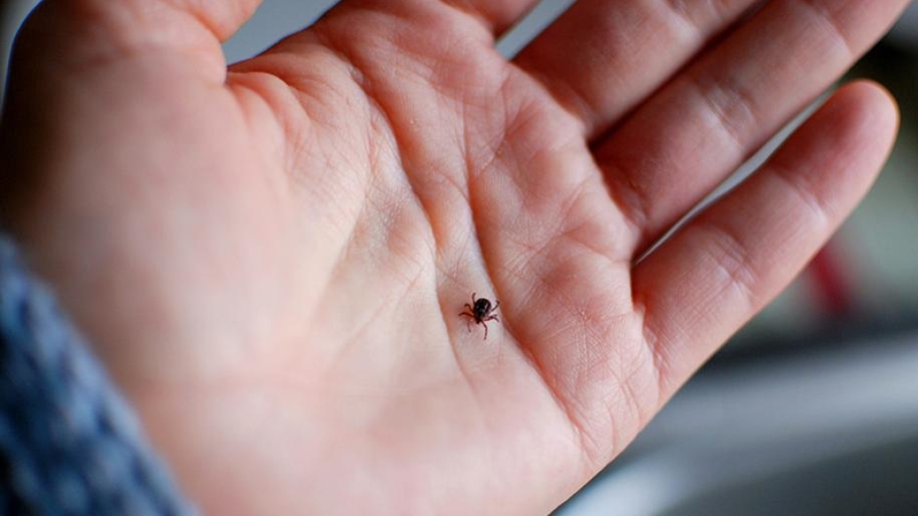 Ticks | Michigan Medicine