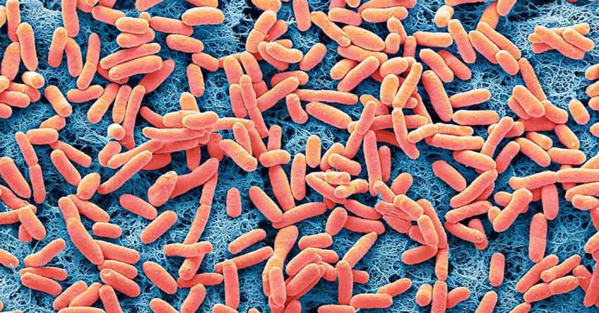 Bad Bacteria Make Their Own Food to Colonize the Gut